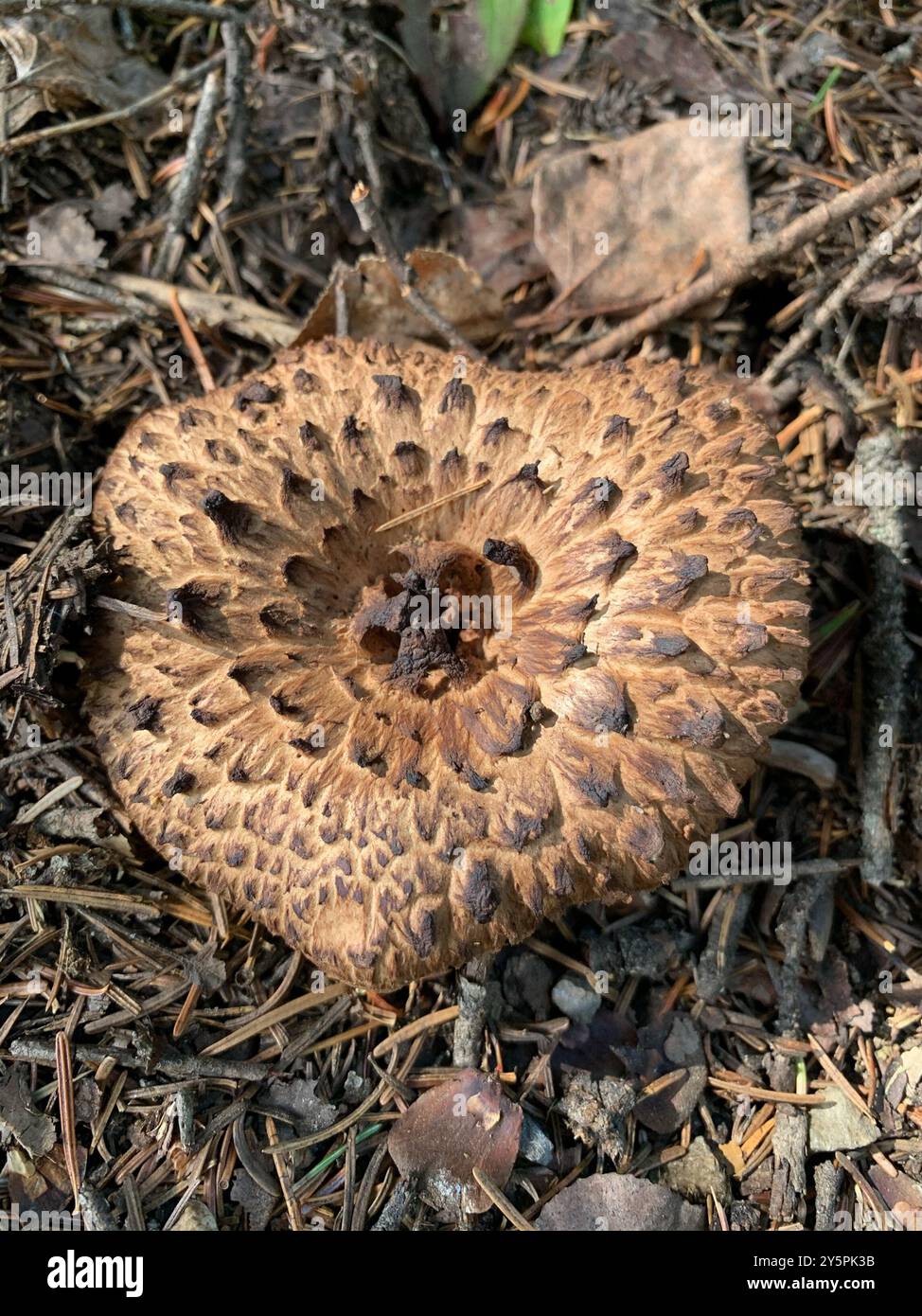shingled hedgehog (Sarcodon imbricatus) Fungi Stock Photo - Alamy