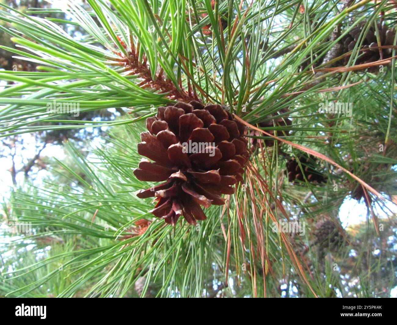 pitch pine (Pinus rigida) Plantae Stock Photo - Alamy