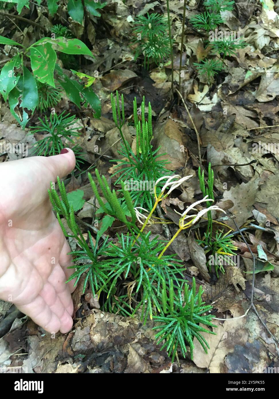 fan clubmoss (Diphasiastrum digitatum) Plantae Stock Photo - Alamy