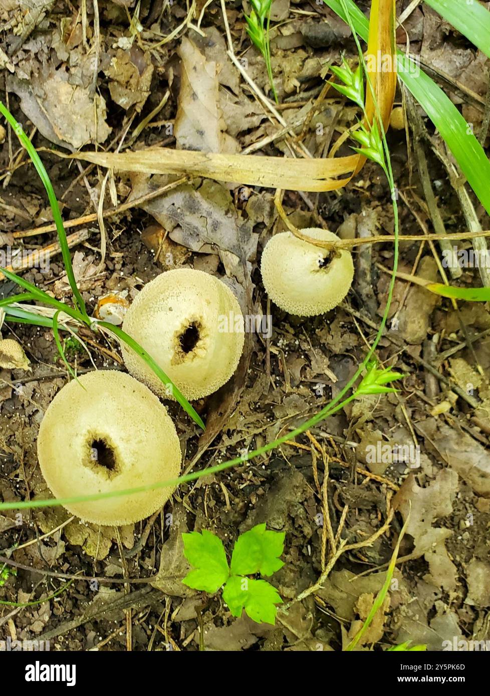 common puffball (Lycoperdon perlatum) Fungi Stock Photo - Alamy