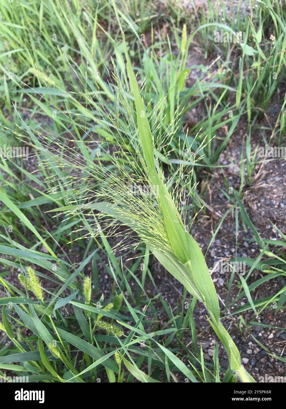 witch grass (Panicum capillare) Plantae Stock Photo - Alamy