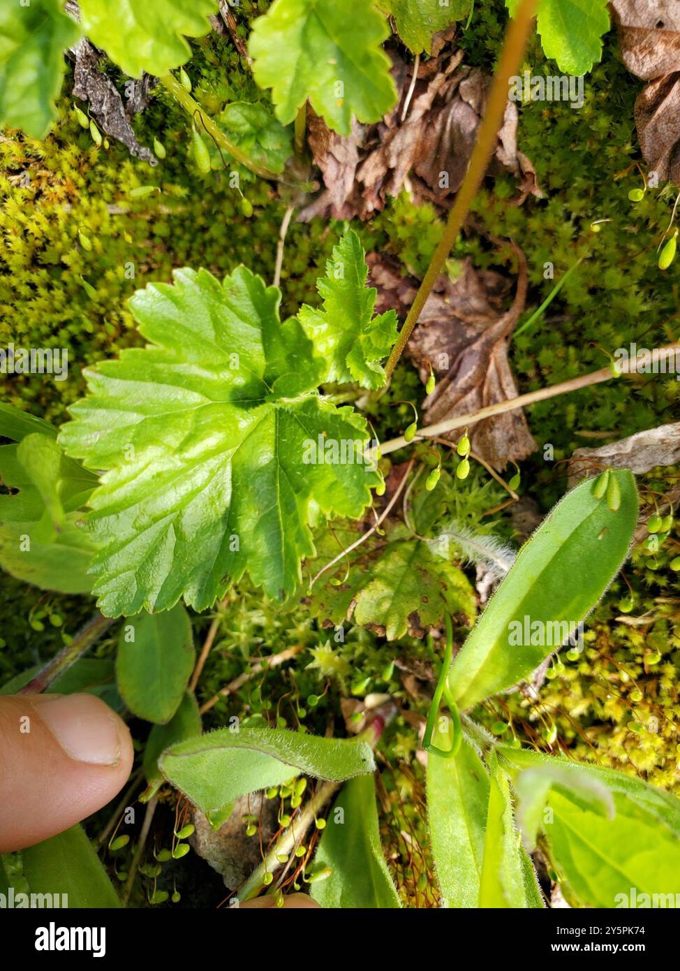 Alpine Mitrewort (Pectiantia pentandra) Plantae Stock Photo - Alamy