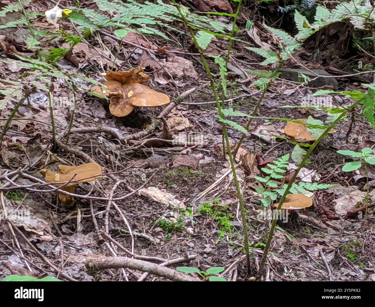ash-tree bolete (Boletinellus merulioides) Fungi Stock Photo - Alamy