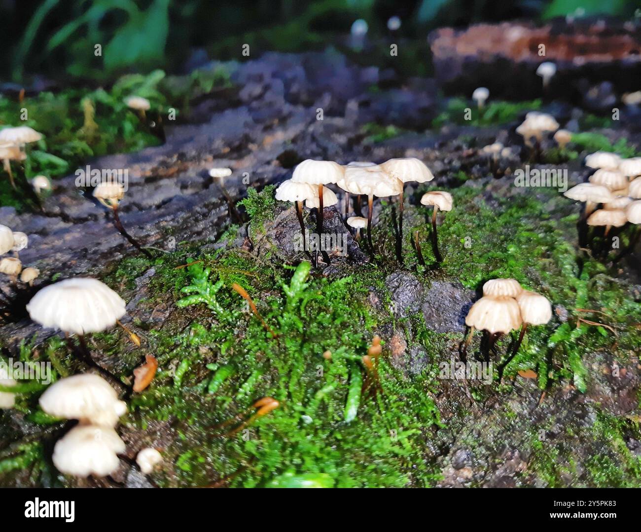 collared parachute (Marasmius rotula) Fungi Stock Photo - Alamy
