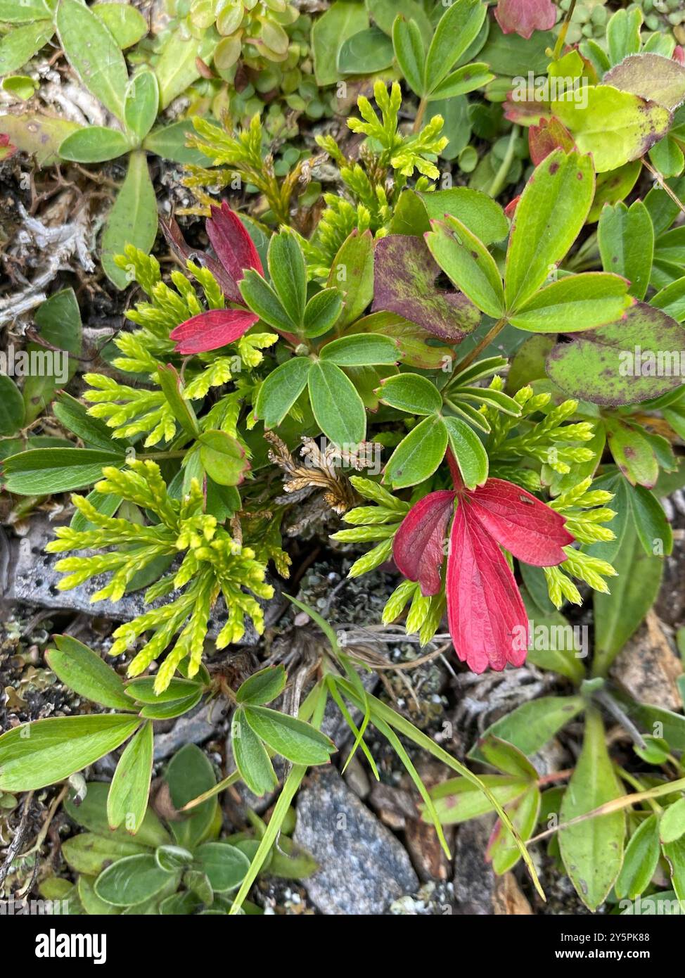 three-toothed cinquefoil (Sibbaldiopsis tridentata) Plantae Stock Photo ...