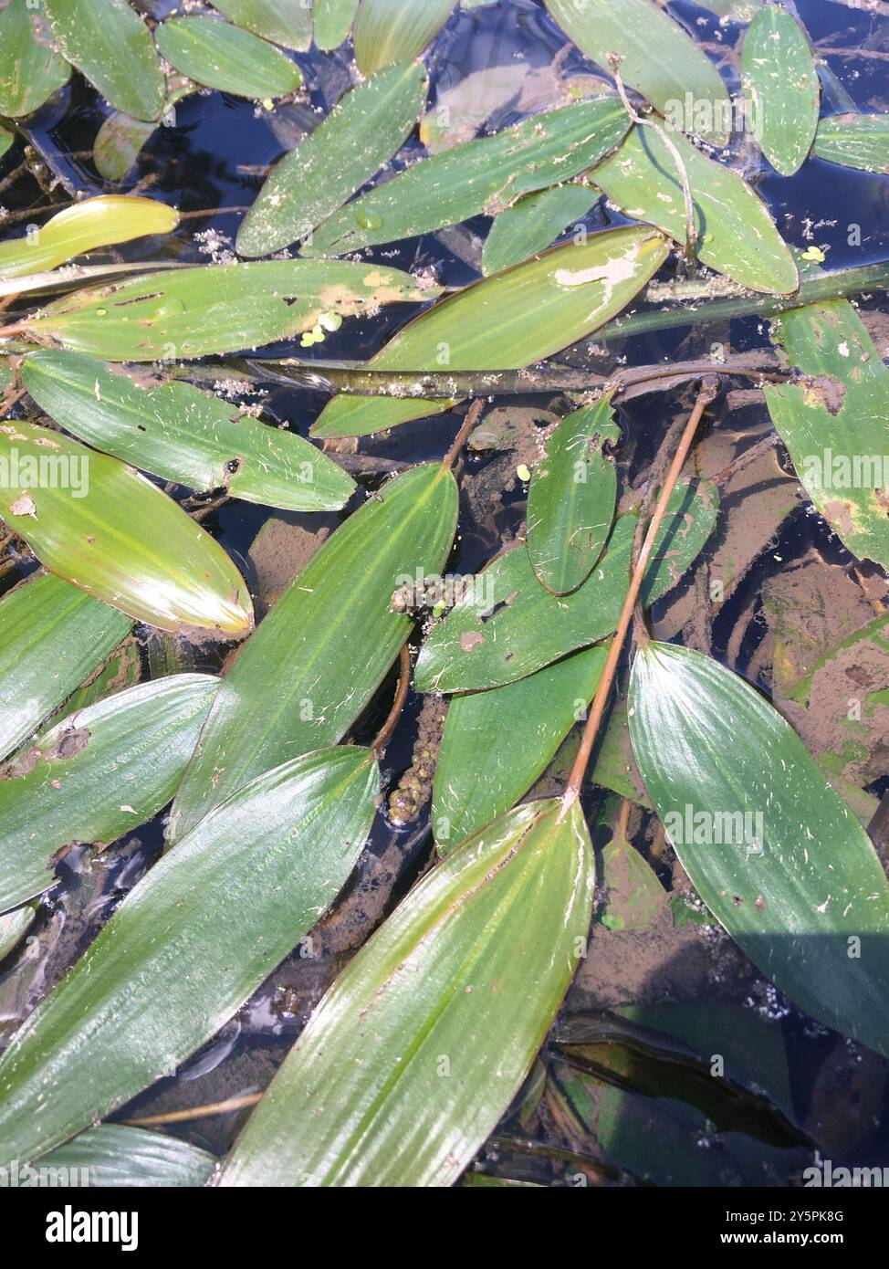 Longleaf Pondweed (Potamogeton nodosus) Plantae Stock Photo - Alamy