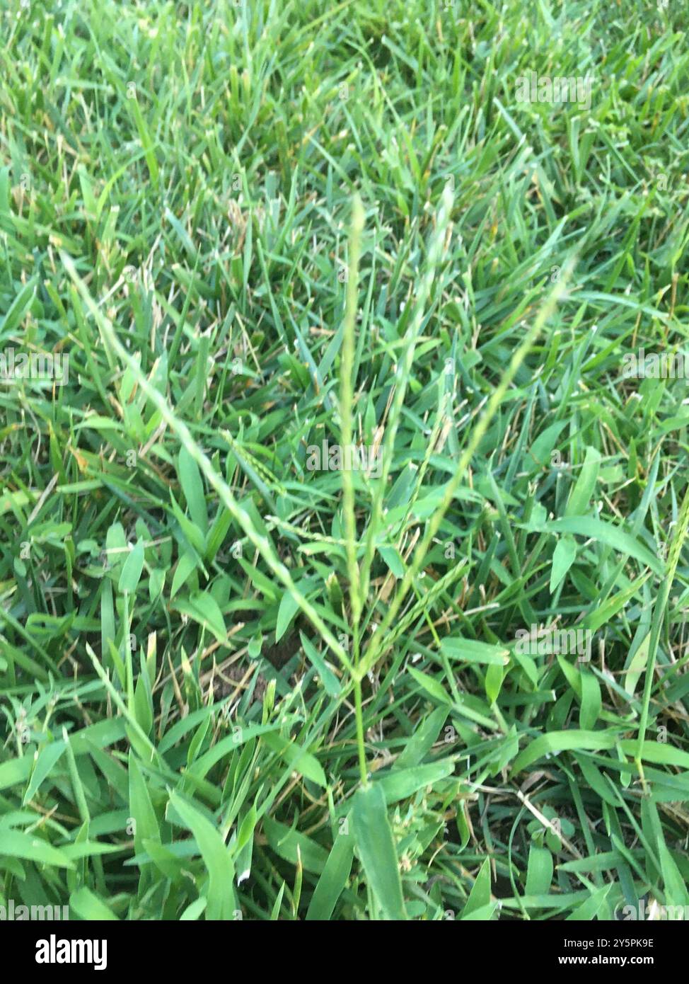 Hairy Crabgrass (Digitaria sanguinalis) Plantae Stock Photo - Alamy