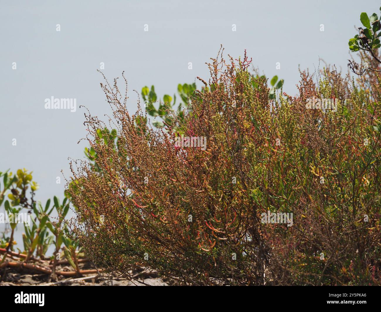Herbaceous Seepweed (Suaeda maritima) Plantae Stock Photo - Alamy