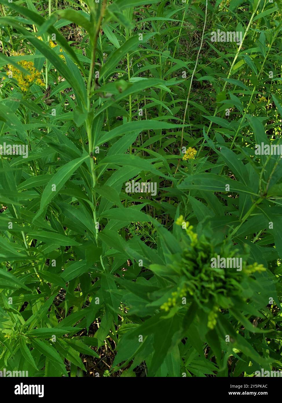 Giant Goldenrod Bunch Gall Midge (Rhopalomyia capitata) Insecta Stock ...