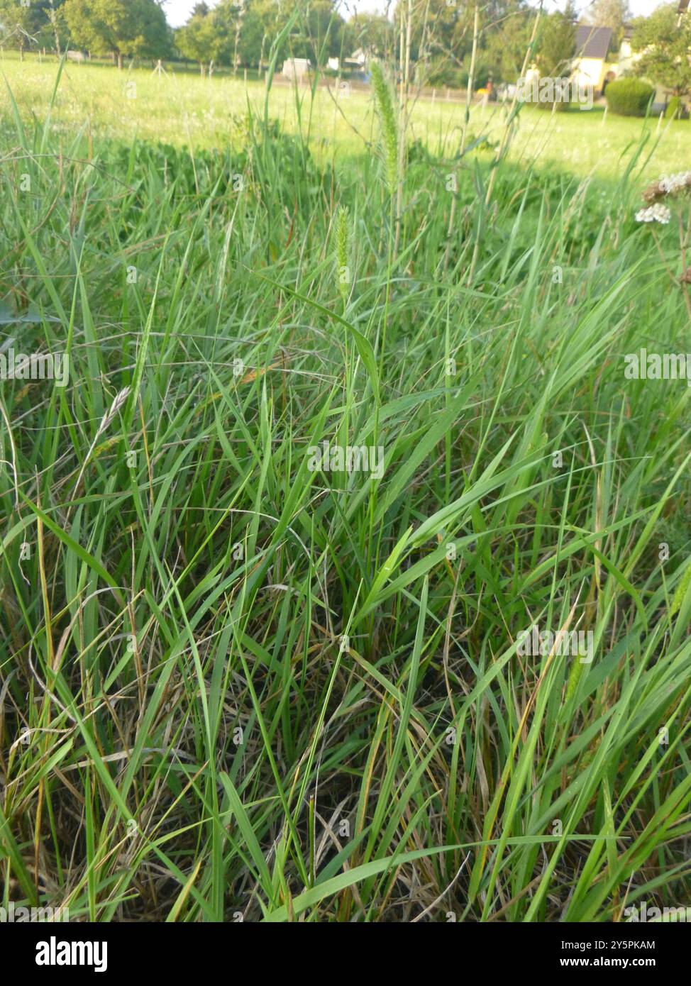 Green Bristle Grass (Setaria viridis) Plantae Stock Photo - Alamy