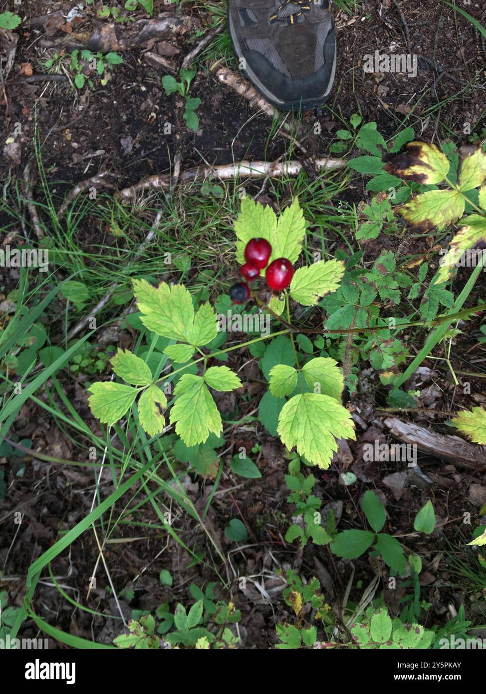 red baneberry (Actaea rubra) Plantae Stock Photo - Alamy