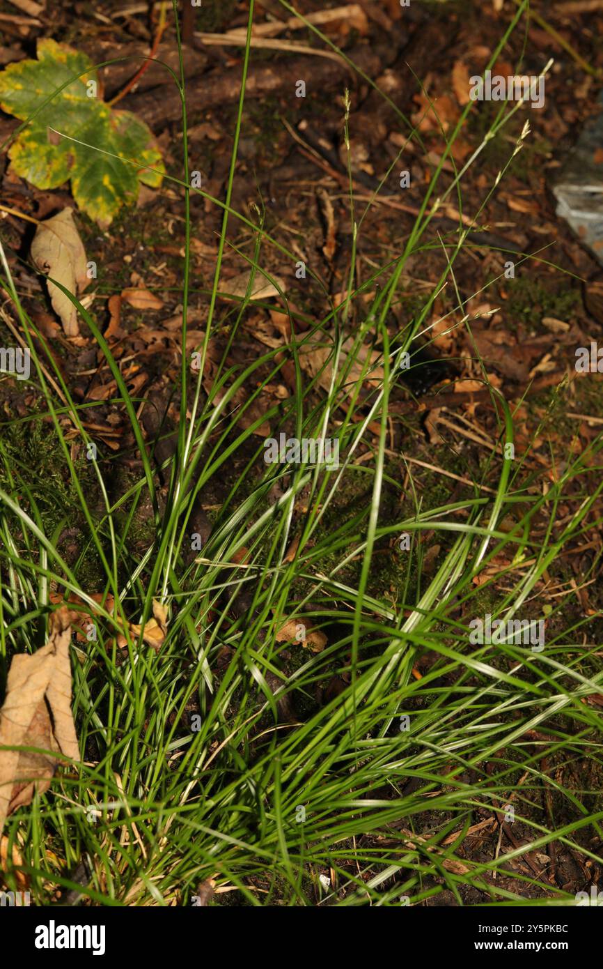 Remote Sedge (Carex remota) Plantae Stock Photo - Alamy