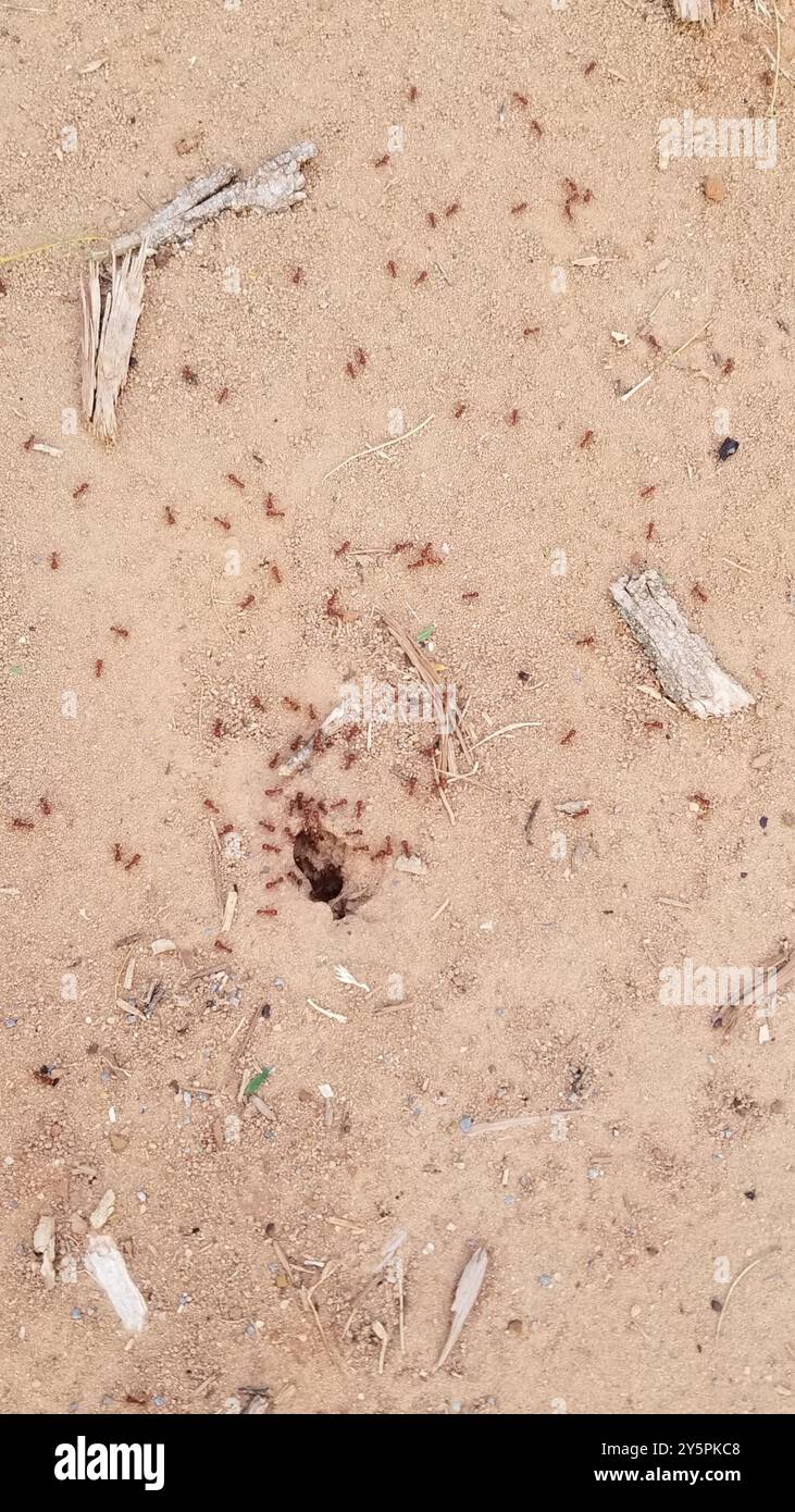 Red Harvester Ant (Pogonomyrmex barbatus) Insecta Stock Photo - Alamy