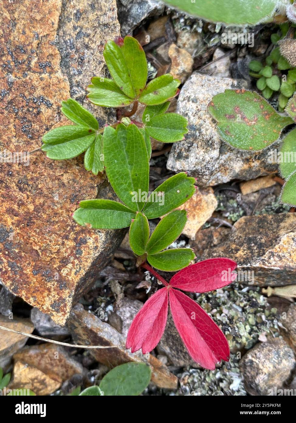 three-toothed cinquefoil (Sibbaldiopsis tridentata) Plantae Stock Photo ...