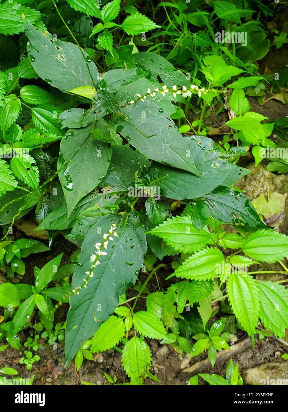American jumpseed (Persicaria virginiana) Plantae Stock Photo - Alamy