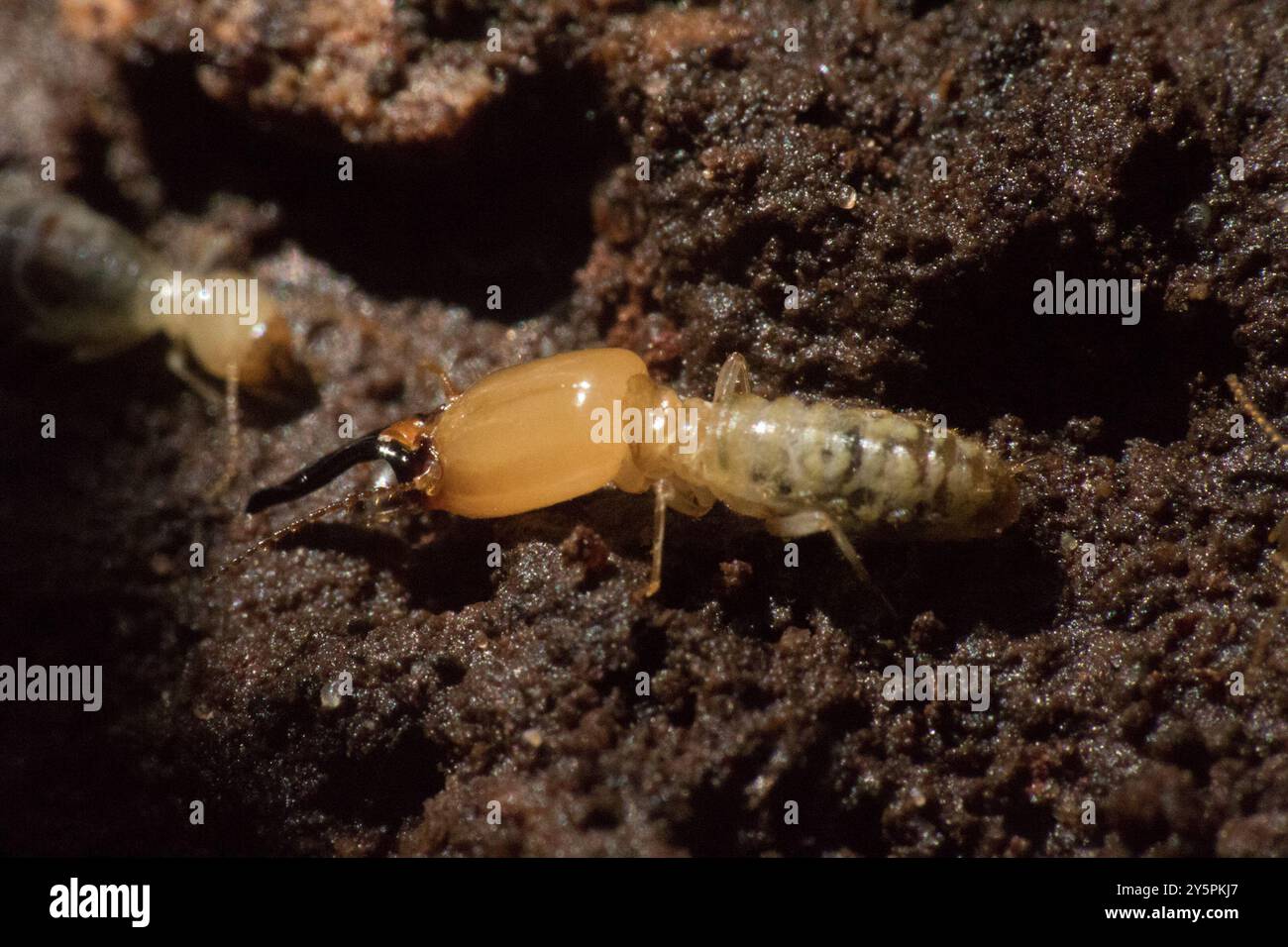 (Neocapritermes opacus) Insecta Stock Photo - Alamy