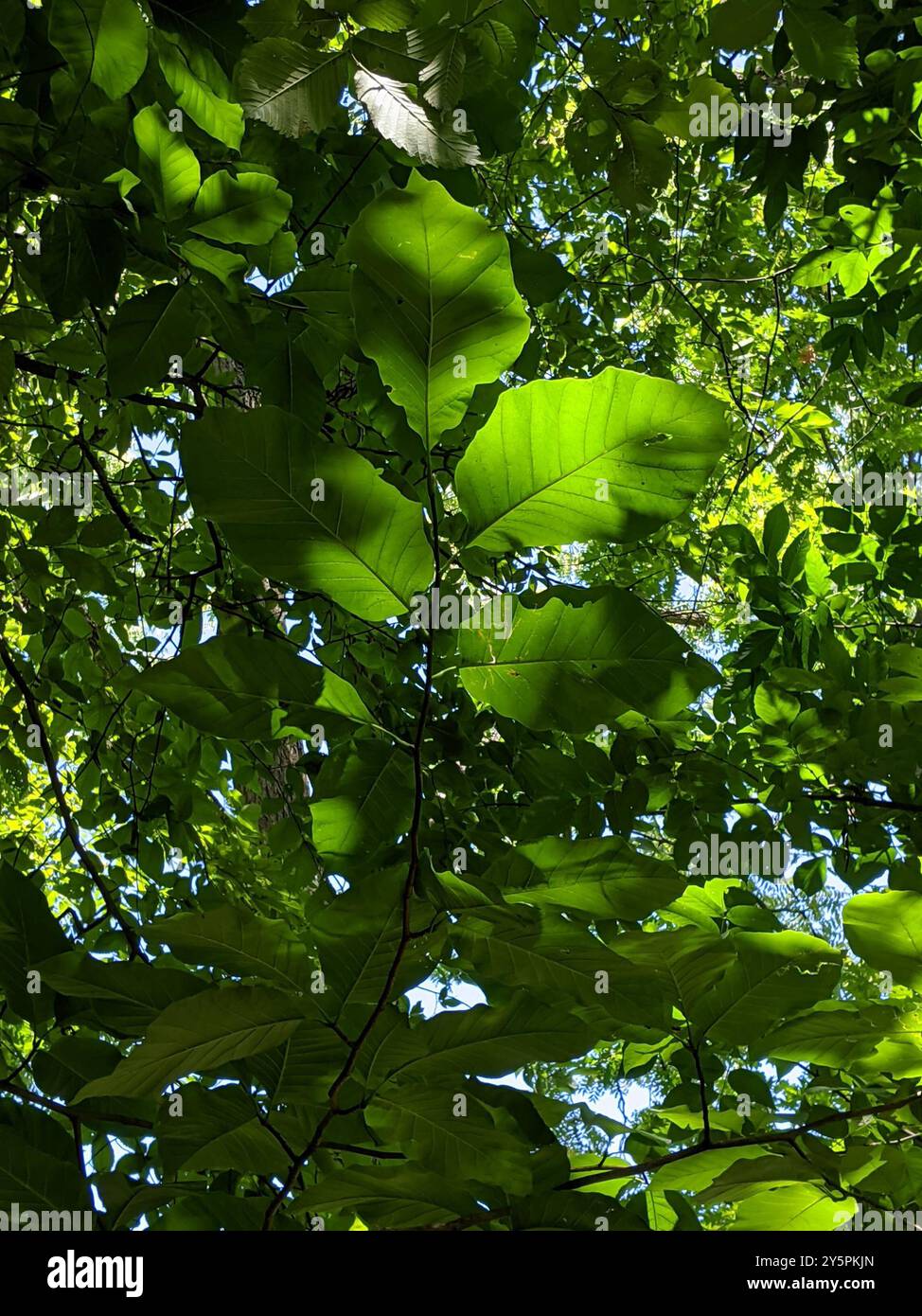 Cucumber-tree (Magnolia acuminata) Plantae Stock Photo - Alamy