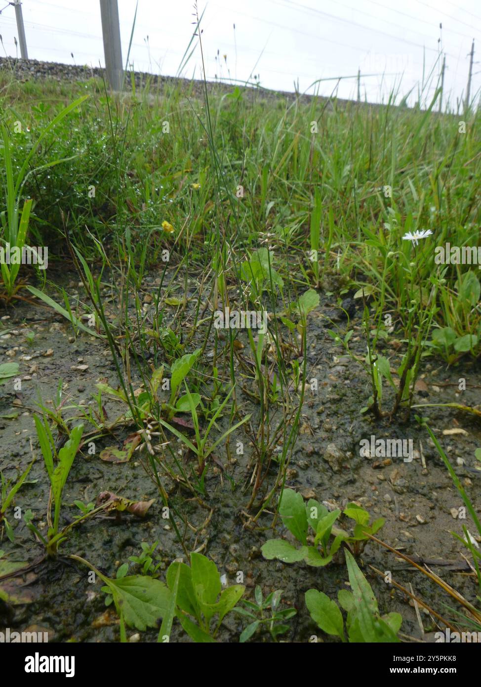 Canada bluegrass (Poa compressa) Plantae Stock Photo - Alamy