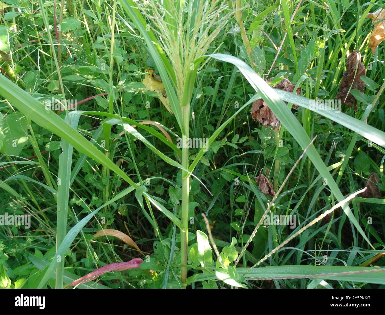 Smooth Witchgrass (Panicum dichotomiflorum) Plantae Stock Photo - Alamy