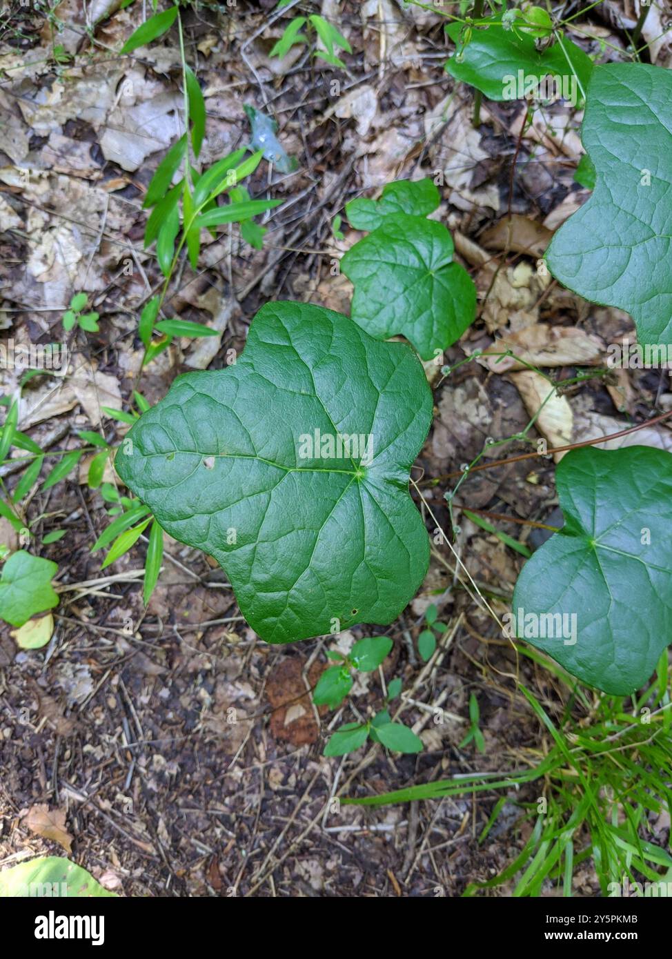 moonseed (Menispermum canadense) Plantae Stock Photo - Alamy