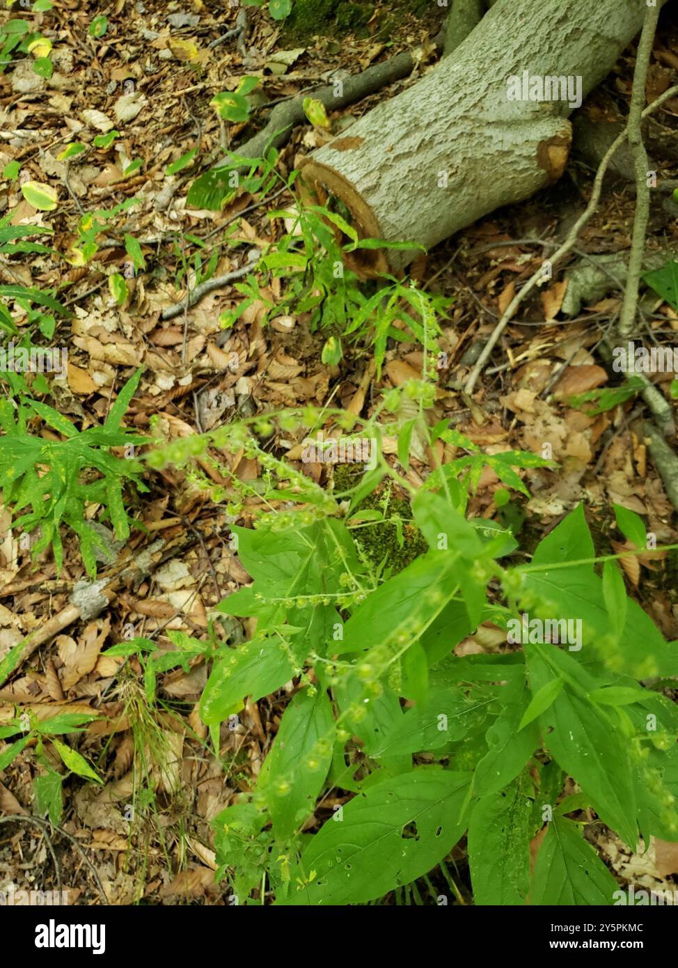 virginia stickseed (Hackelia virginiana) Plantae Stock Photo - Alamy