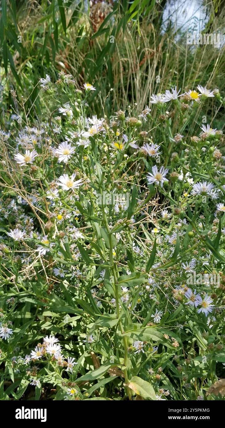 panicled aster (Symphyotrichum lanceolatum) Plantae Stock Photo - Alamy