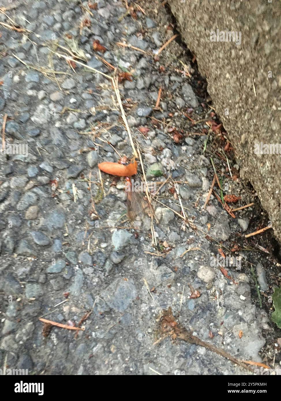 Pacific Dampwood Termite (Zootermopsis angusticollis) Insecta Stock ...