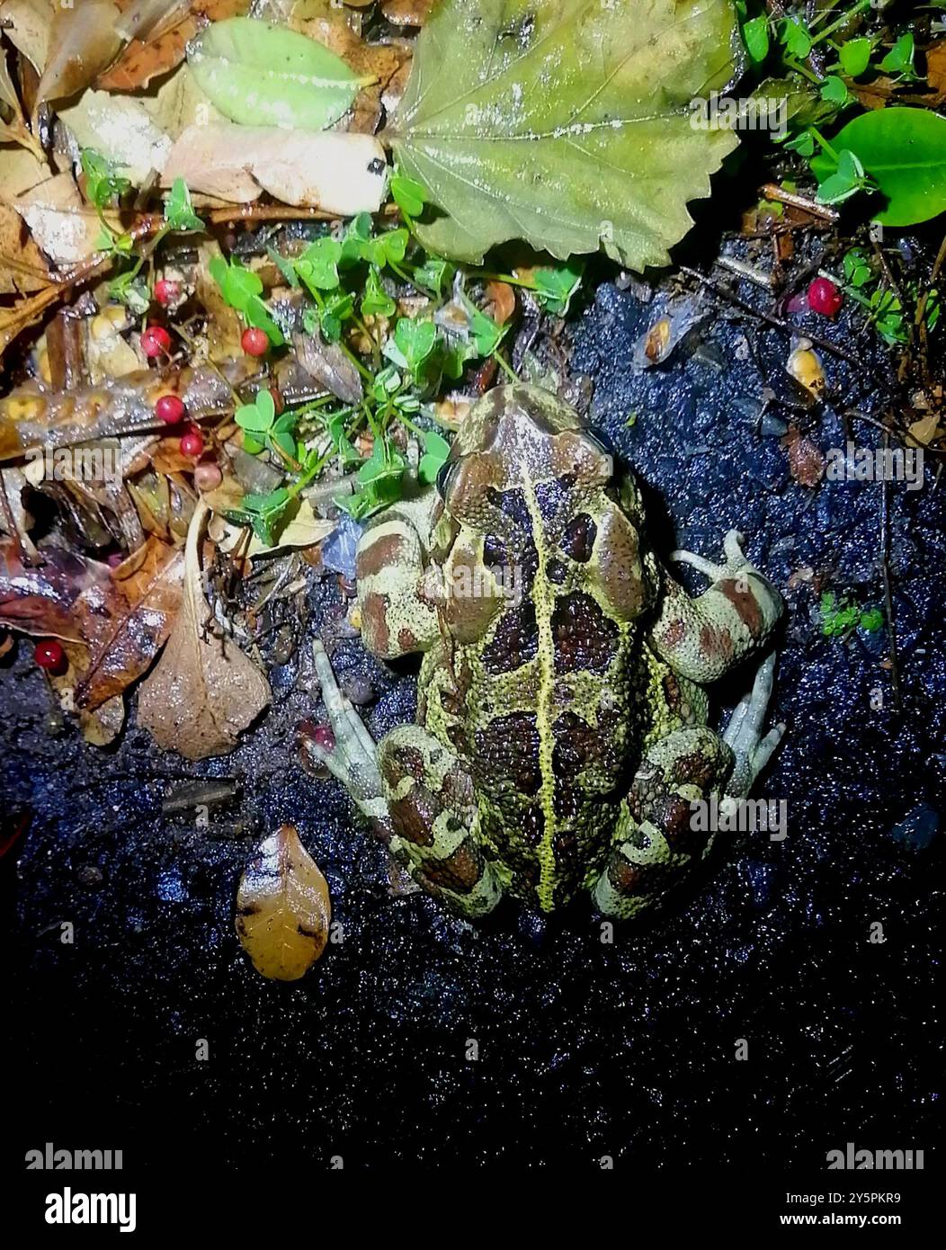 Western Leopard Toad (Sclerophrys pantherina) Amphibia Stock Photo - Alamy