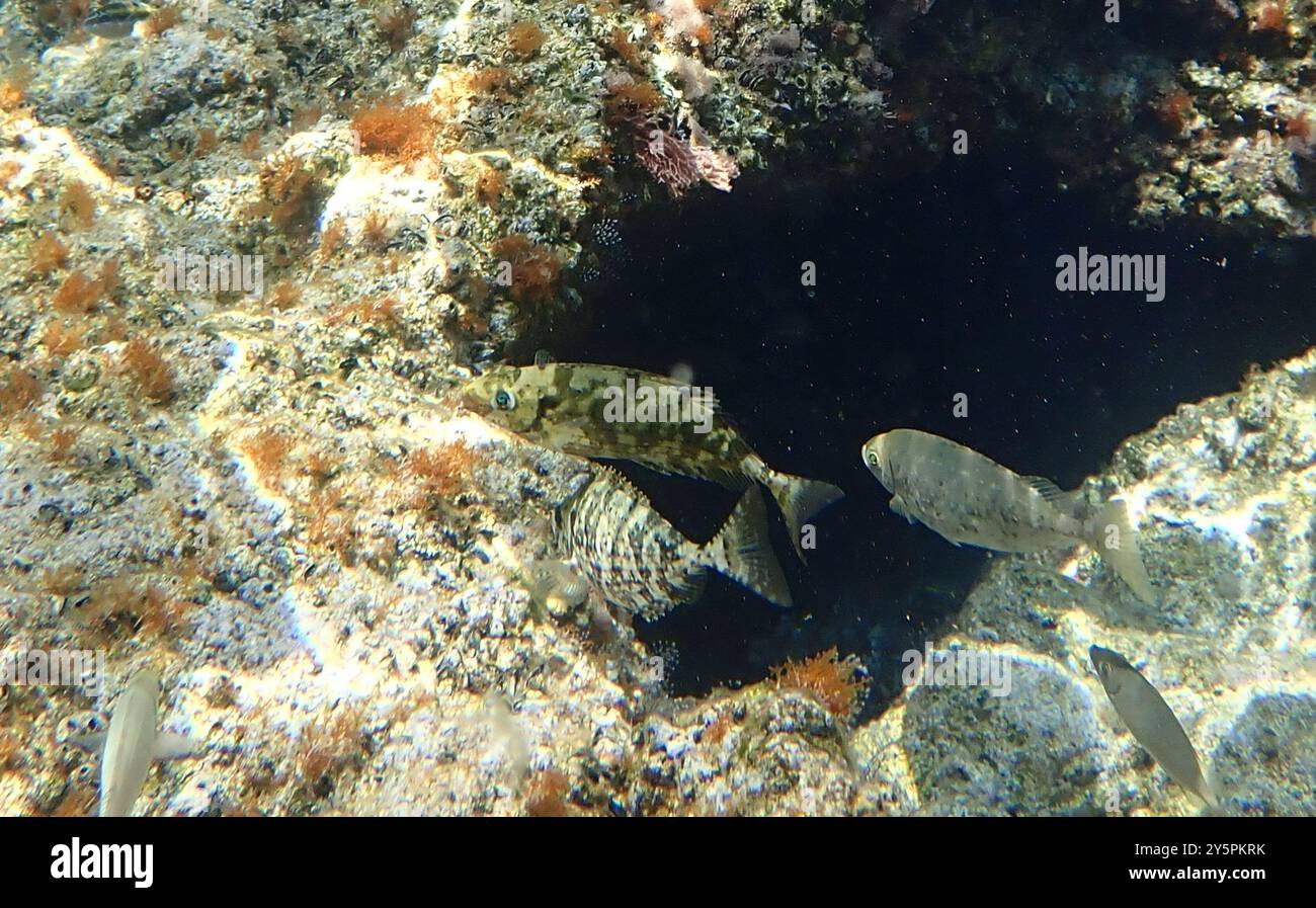 Rivulated Rabbitfish (Siganus rivulatus) Actinopterygii Stock Photo - Alamy