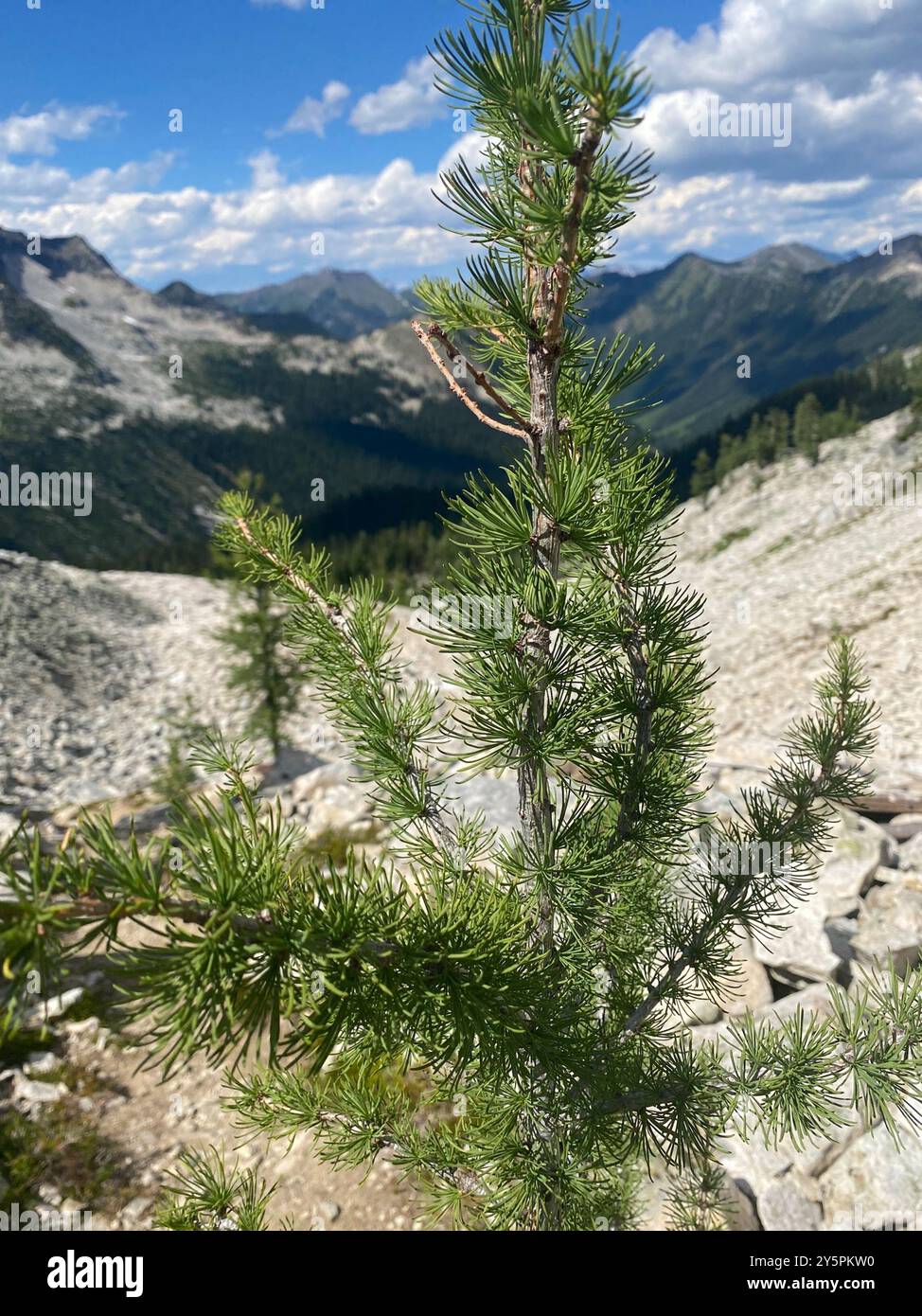 subalpine larch (Larix lyallii) Plantae Stock Photo - Alamy