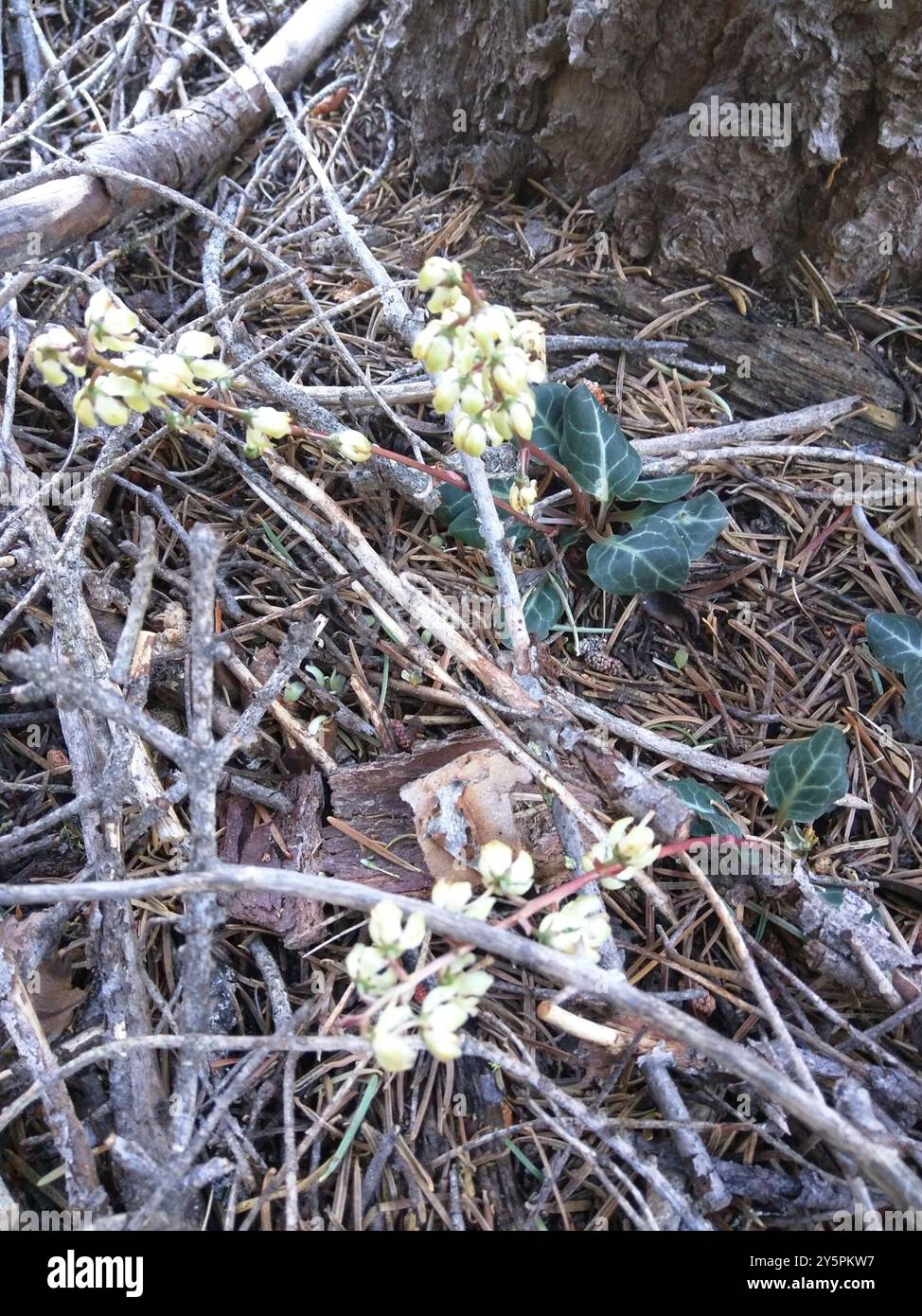 white-veined wintergreen (Pyrola picta) Plantae Stock Photo - Alamy