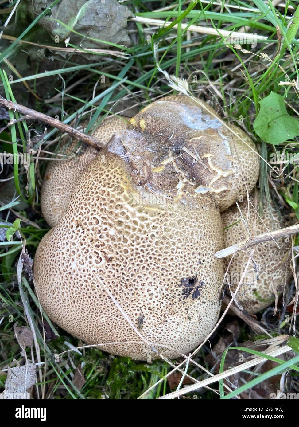 common earthball (Scleroderma citrinum) Fungi Stock Photo - Alamy