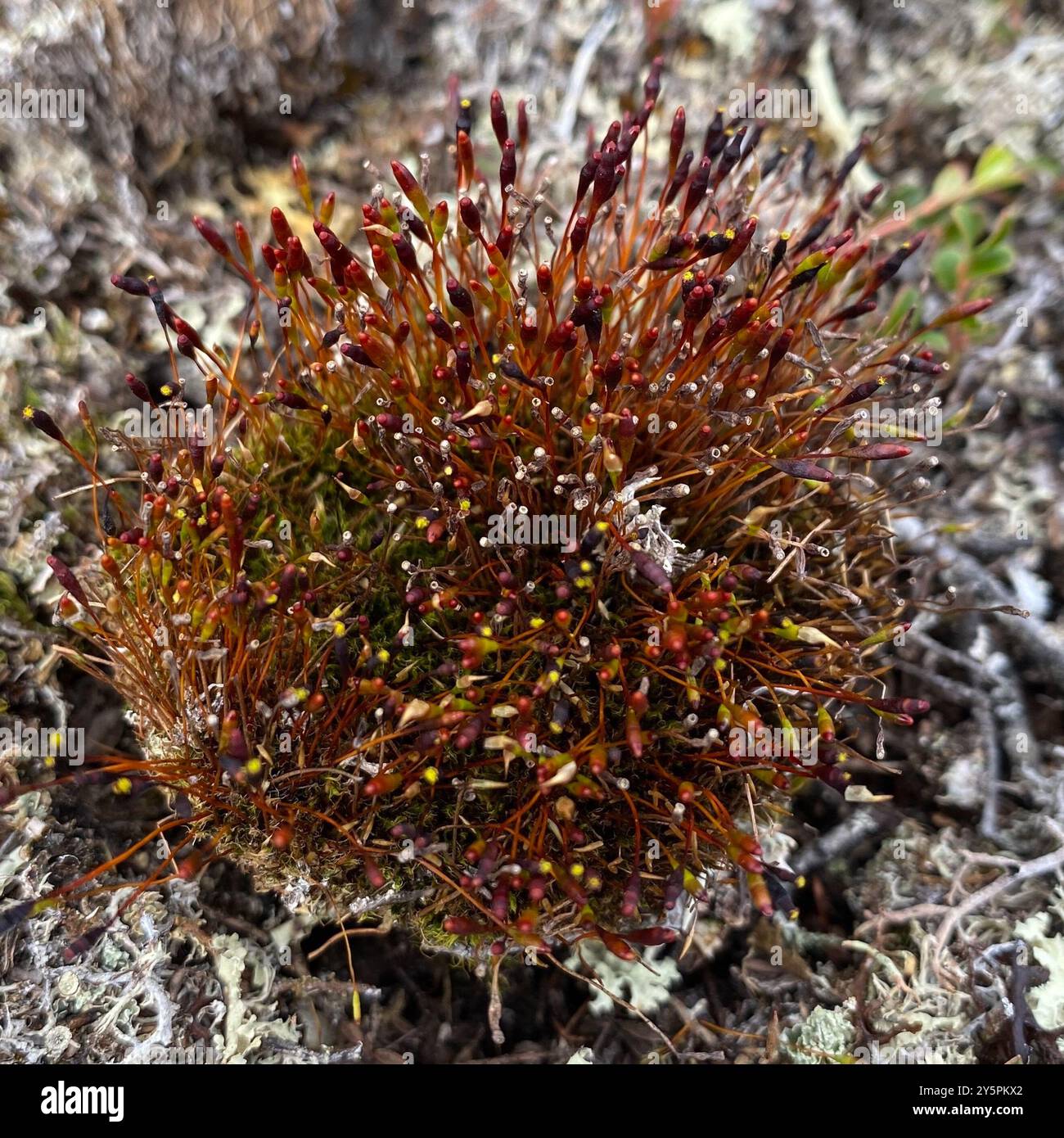 Slender Cruet-moss (Tetraplodon mnioides) Plantae Stock Photo - Alamy