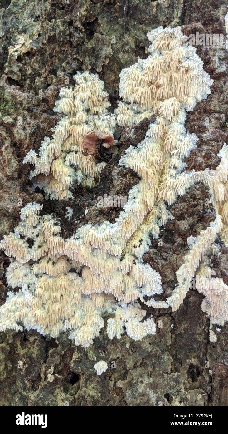 Asian Beauty (Radulomyces copelandii) Fungi Stock Photo - Alamy