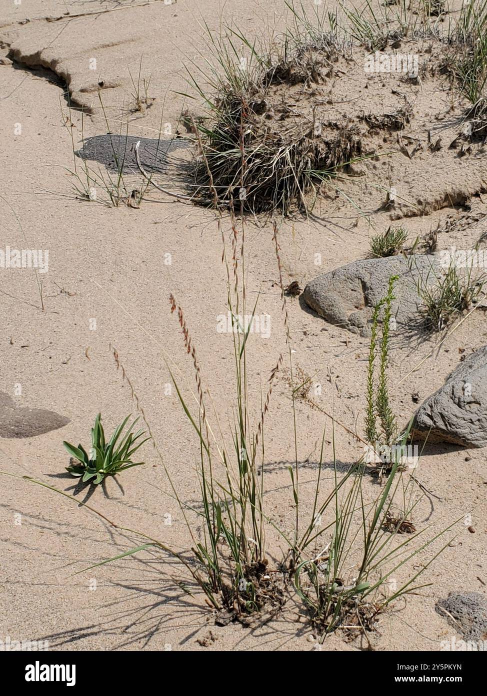 Sideoats Grama (Bouteloua curtipendula) Plantae Stock Photo - Alamy