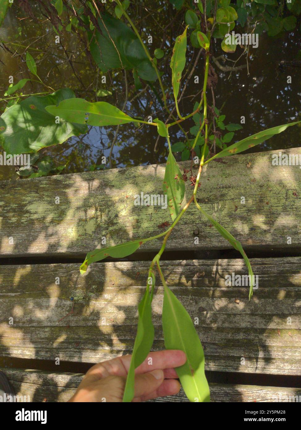 swamp dock (Rumex verticillatus) Plantae Stock Photo - Alamy