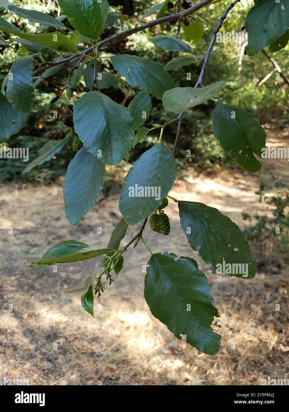 white alder (Alnus rhombifolia) Plantae Stock Photo - Alamy