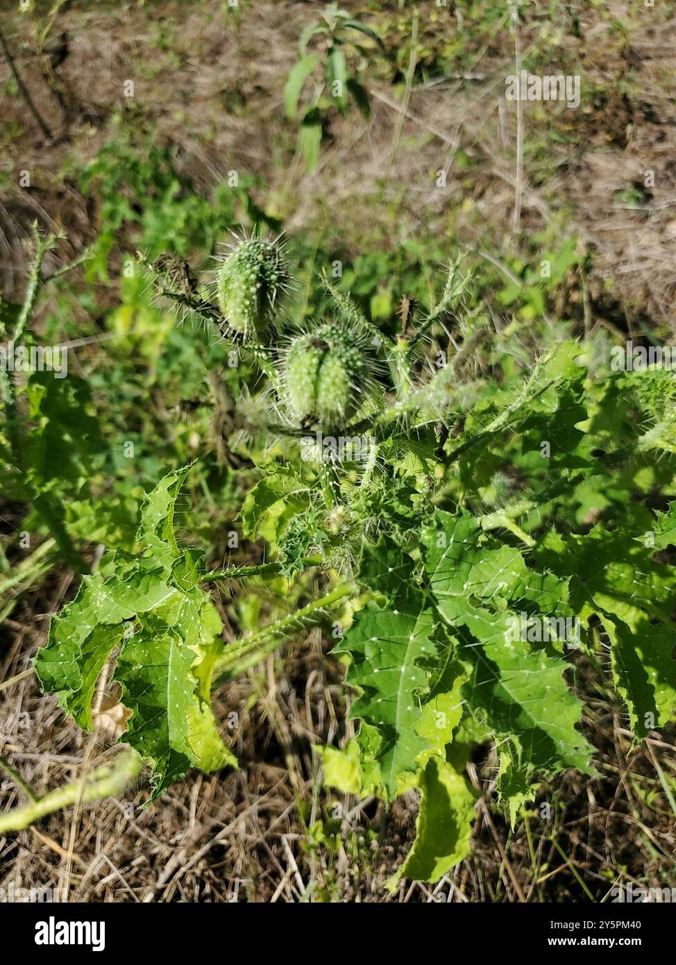 Texas Bull Nettle (Cnidoscolus texanus) Plantae Stock Photo - Alamy