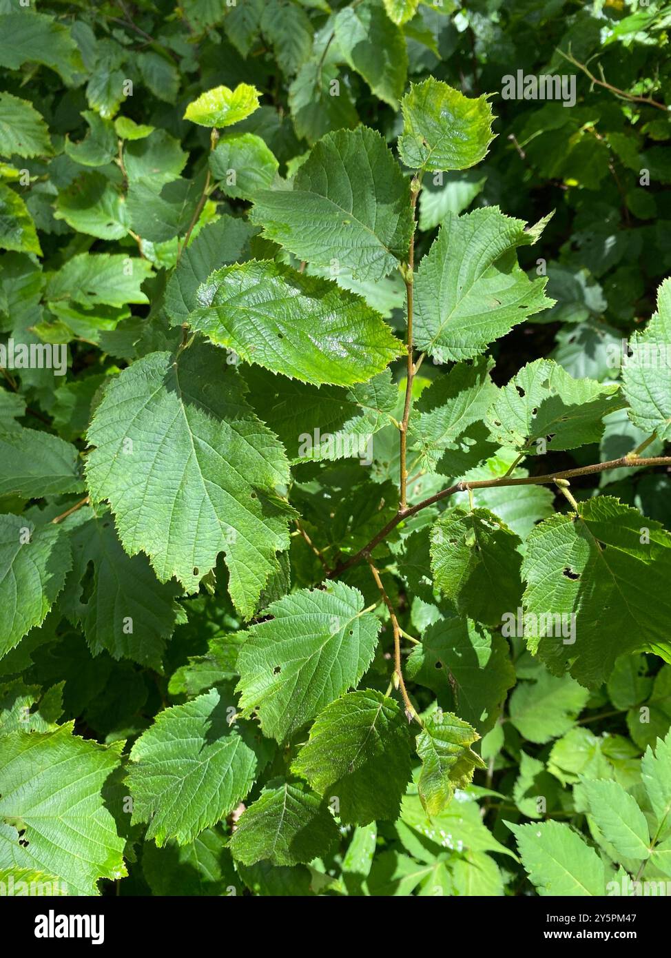Eastern Beaked Hazel (Corylus cornuta cornuta) Plantae Stock Photo - Alamy