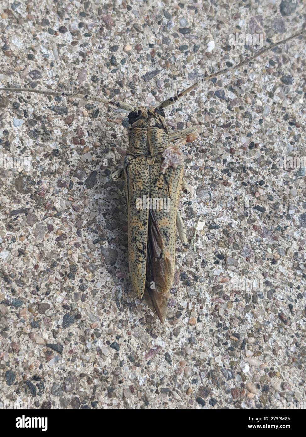 Poplar Borer (Saperda calcarata) Insecta Stock Photo - Alamy