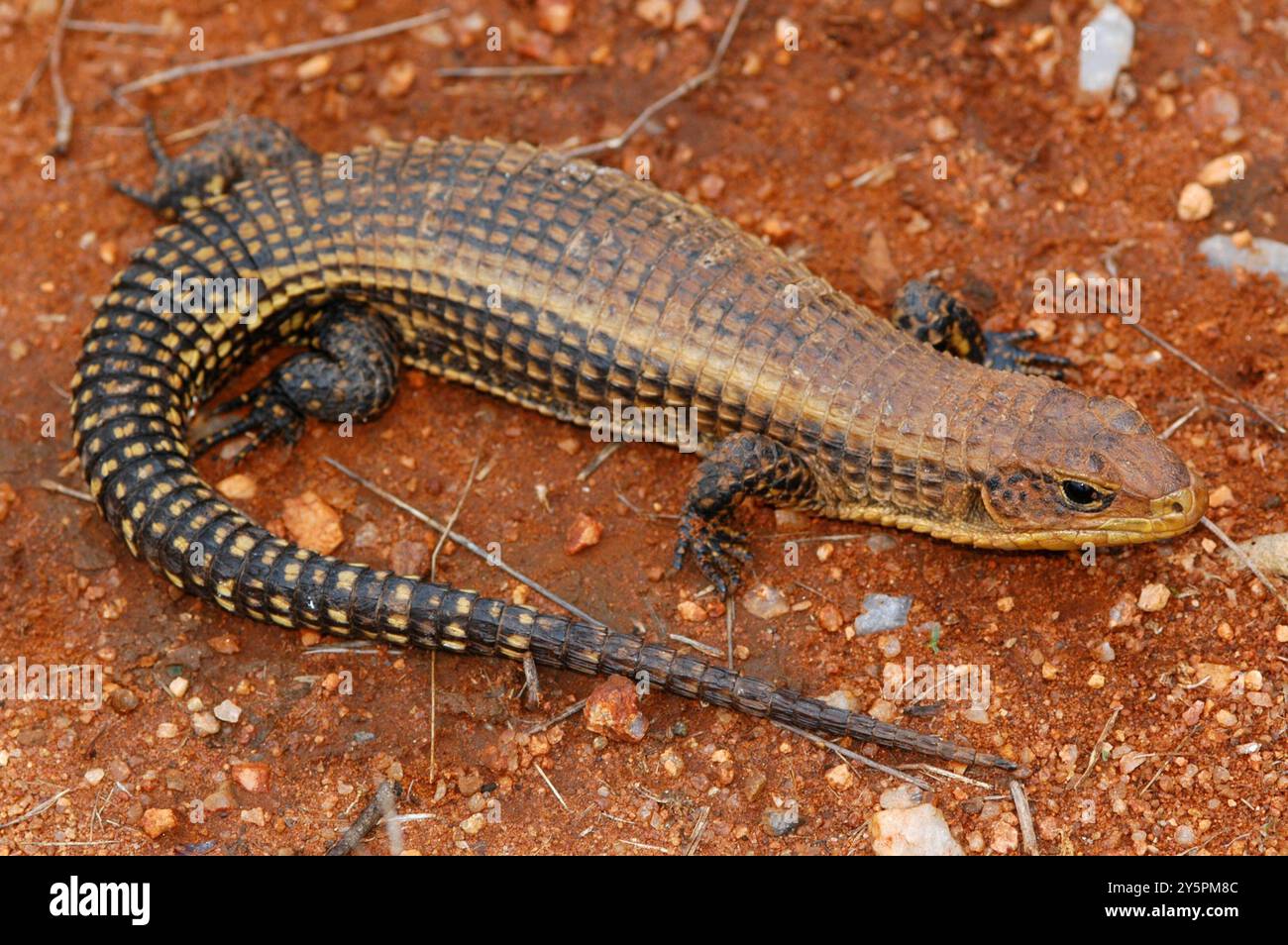 Rough-scaled Plated Lizard (Broadleysaurus major) Reptilia Stock Photo ...