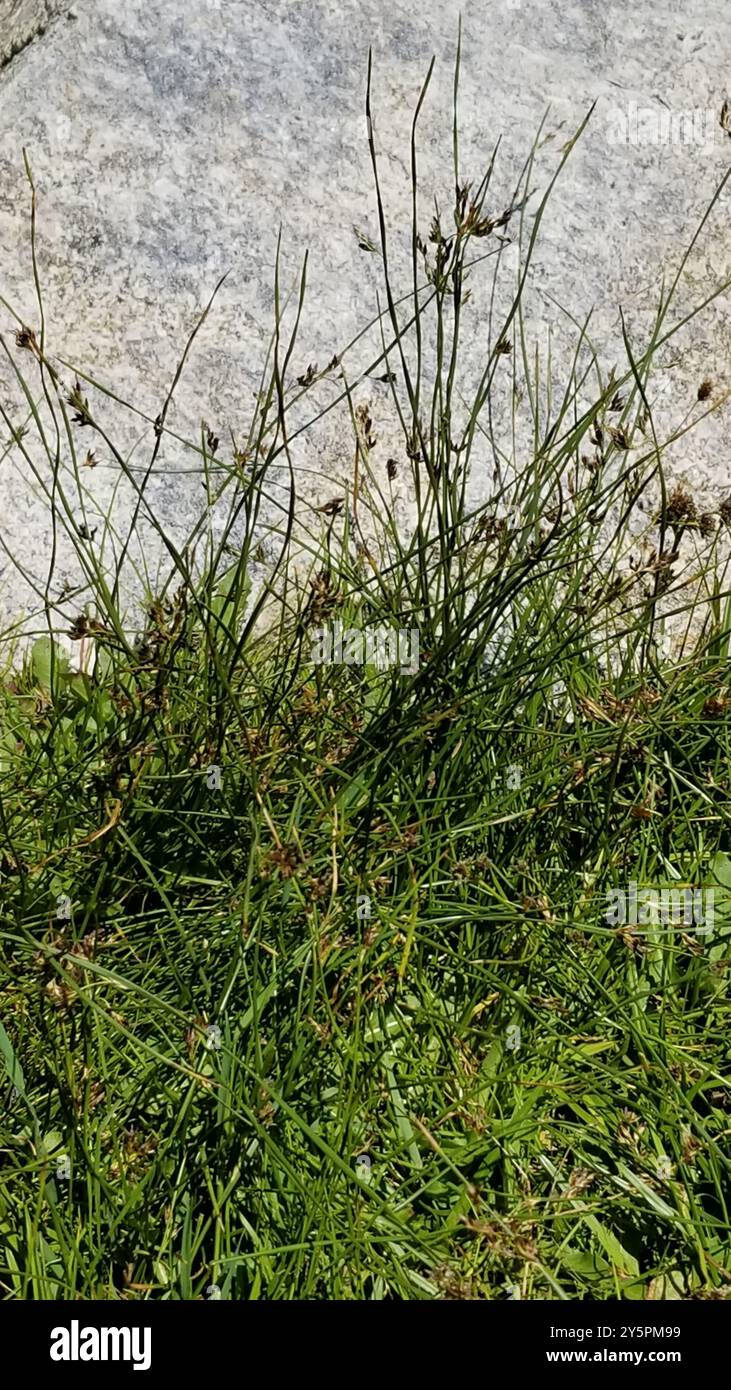 Baltic Rush (Juncus balticus) Plantae Stock Photo - Alamy