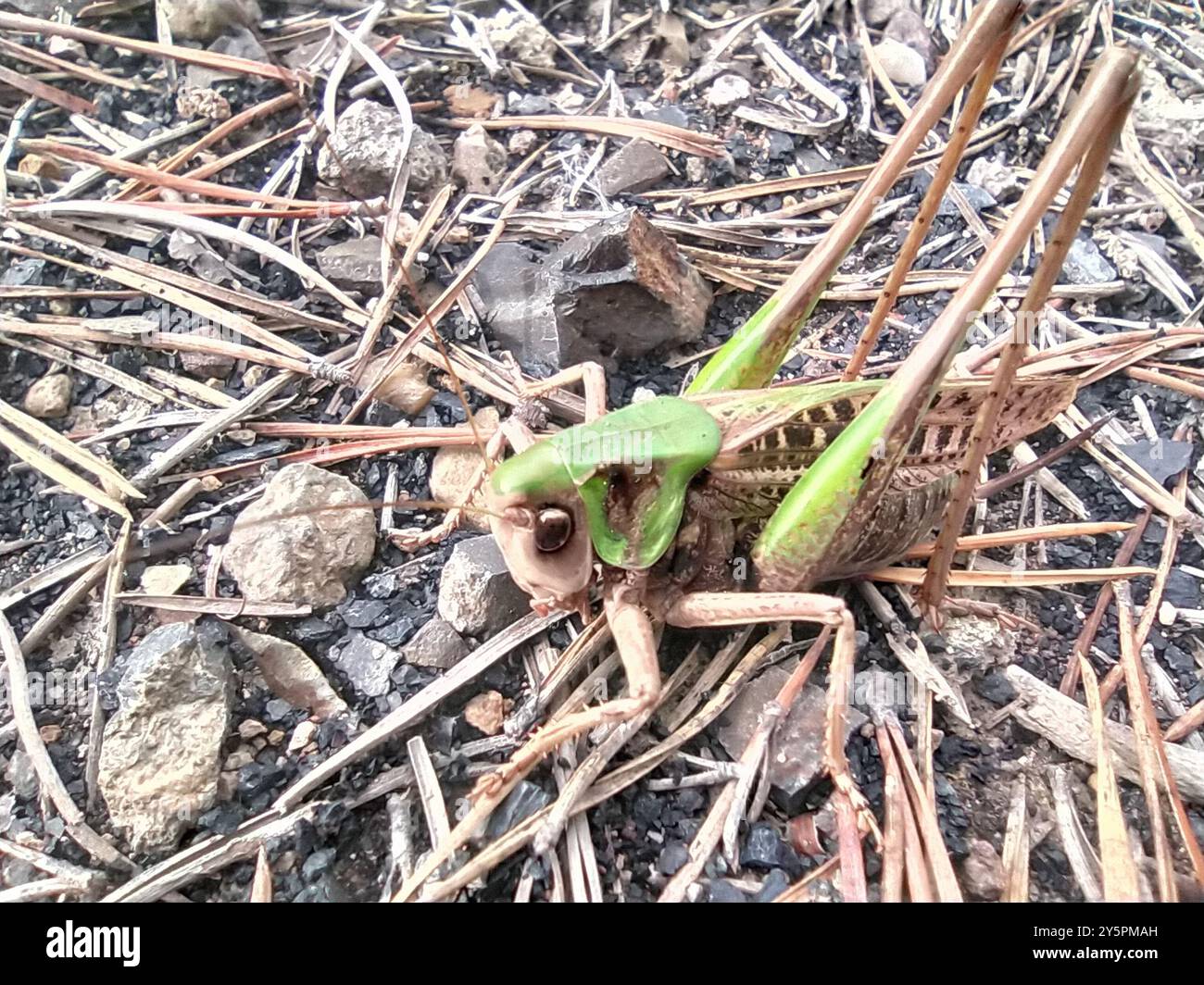 Wart-biter (Decticus verrucivorus) Insecta Stock Photo - Alamy