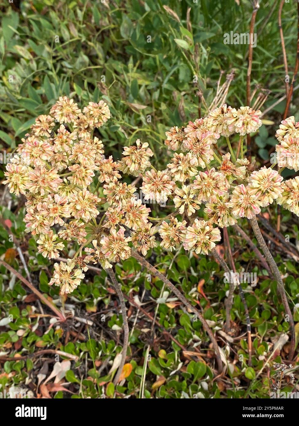 subalpine sulphur flower buckwheat (Eriogonum umbellatum majus) Plantae ...