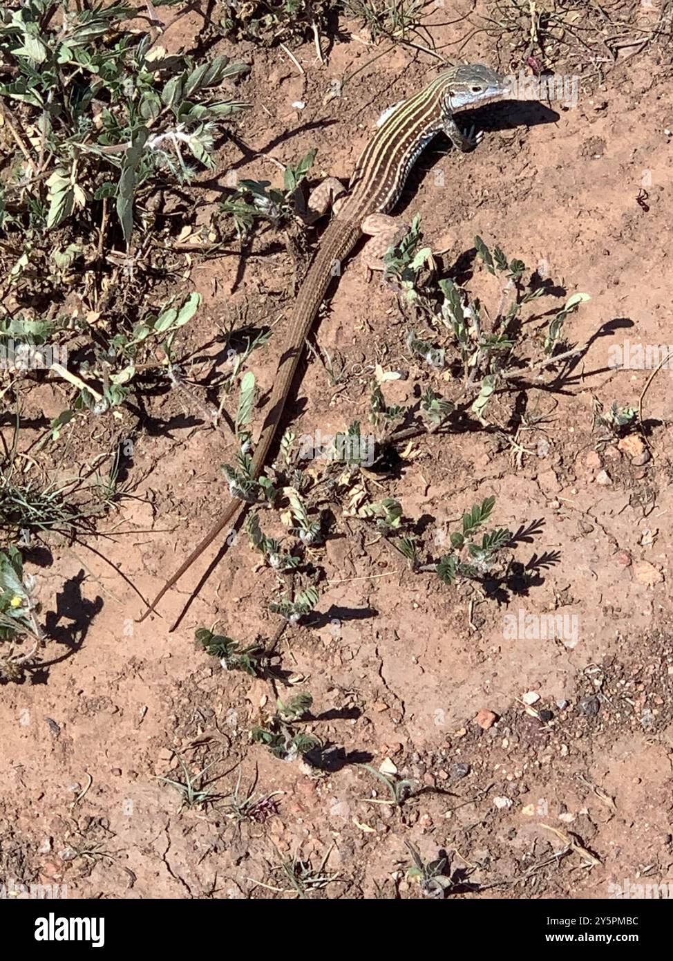 Common Spotted Whiptail (Aspidoscelis gularis) Reptilia Stock Photo - Alamy