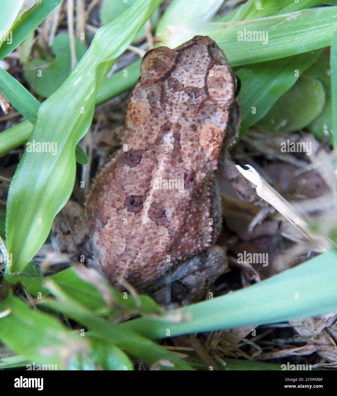 Gulf Coast Toad (Incilius nebulifer) Amphibia Stock Photo - Alamy