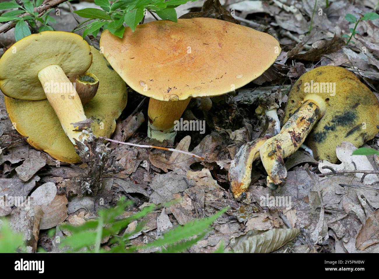 yellow bolete (Neoboletus pseudosulphureus) Fungi Stock Photo - Alamy