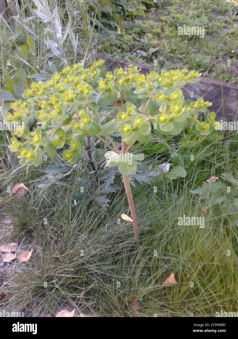Sun spurge (Euphorbia helioscopia) Plantae Stock Photo - Alamy