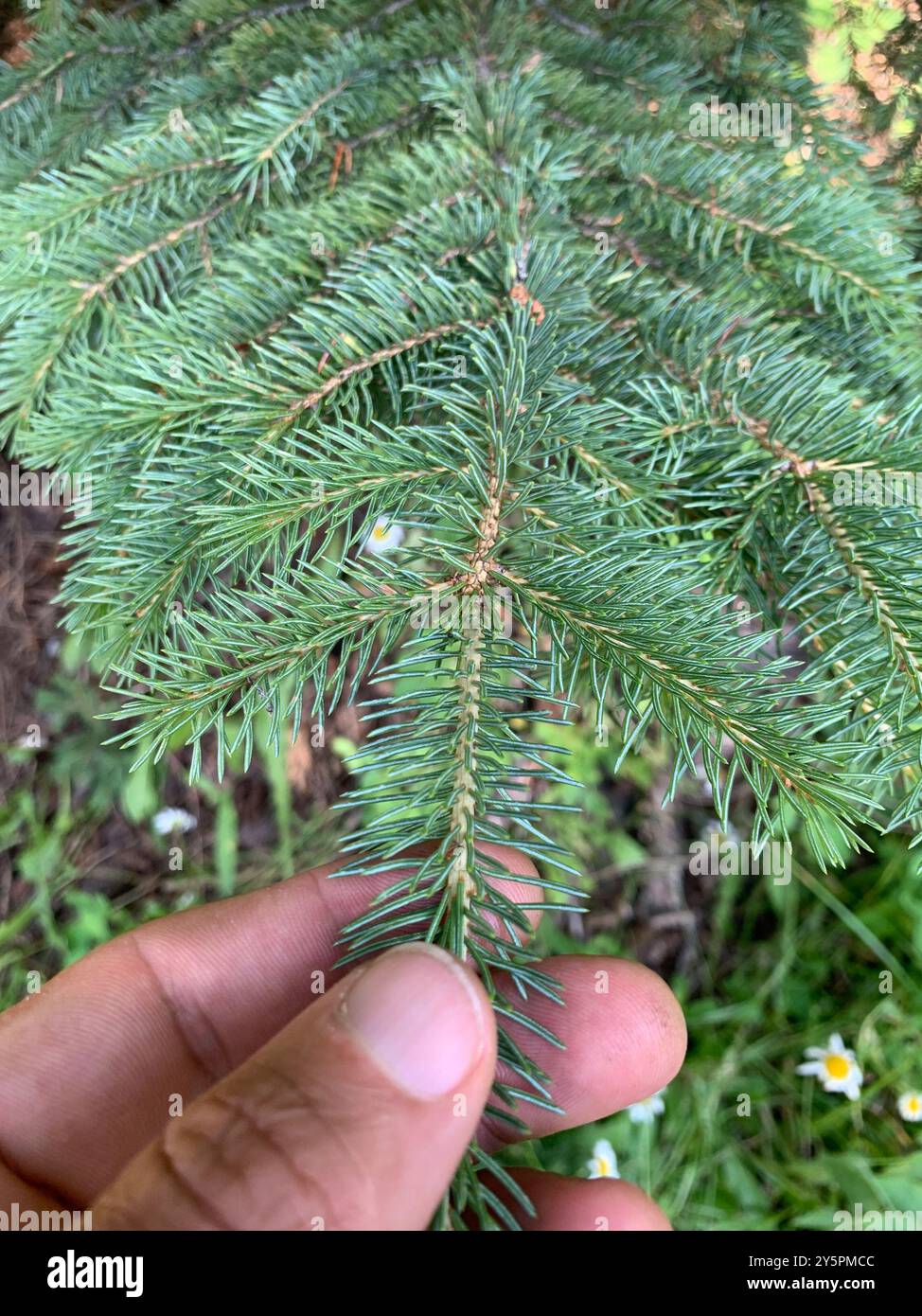 pines, spruces, larches, and allies (Pinoideae) Plantae Stock Photo - Alamy