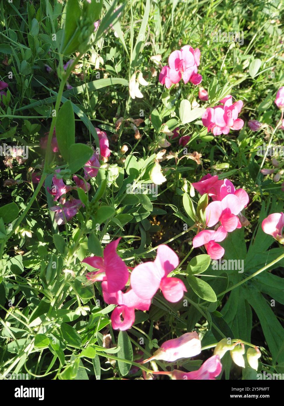 tuberous pea (Lathyrus tuberosus) Plantae Stock Photo - Alamy